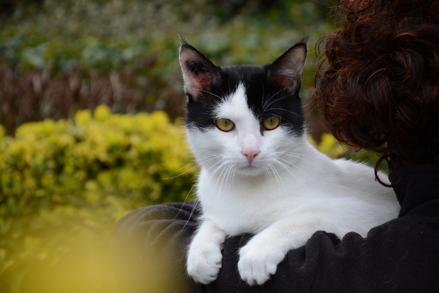 Adopter le chat Guismo