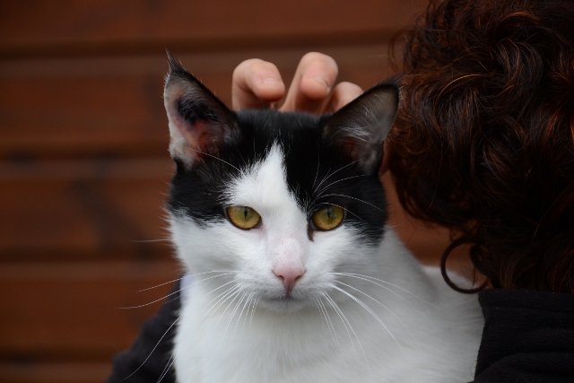 Adopter le chat Guismo