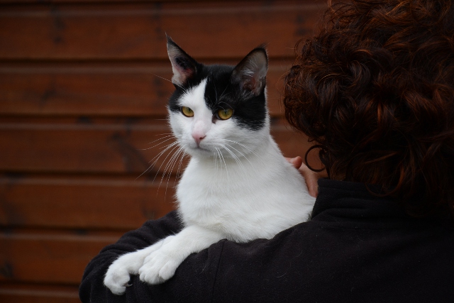 Adopter le chat Guismo