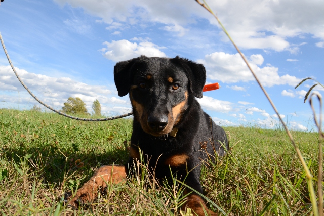 Adopter le chien Lou