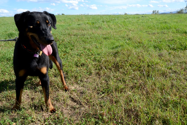 Adopter le chien Lou