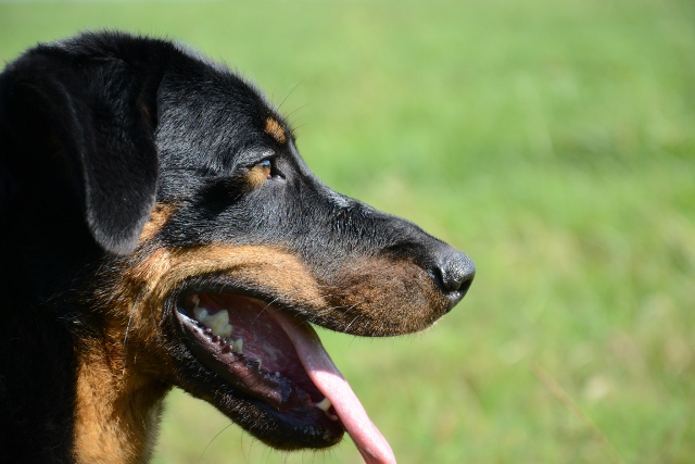 Adopter le chien Lou