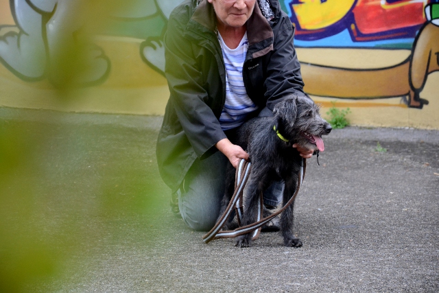 Adopter le chien Chipie