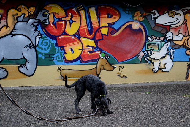 Adopter le chien Chipie