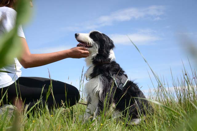 Adopter le chien Okoto