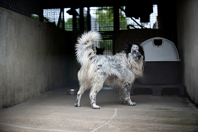 Adopter le chien Noumia