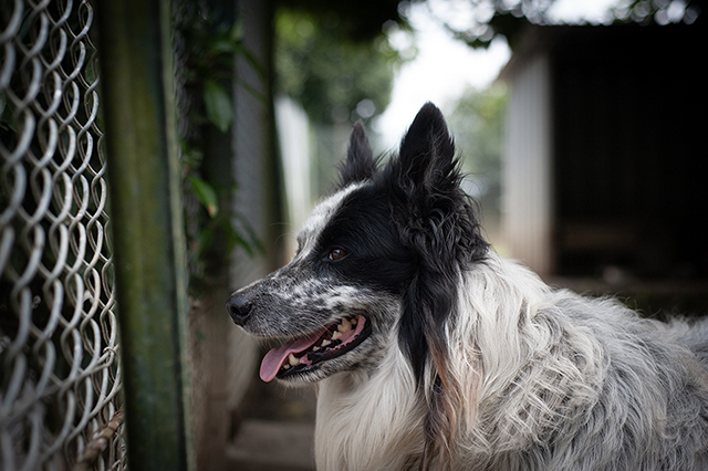 Adopter le chien Noumia