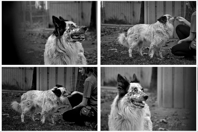 Adopter le chien Noumia