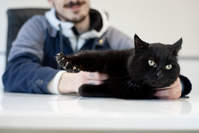 Adopter le chat Baloo