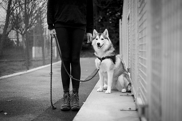 Adopter Le Chien Lylith