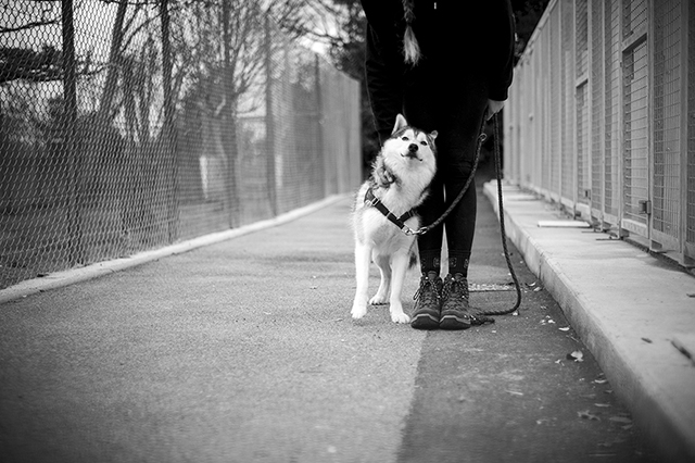 Adopter Le Chien Lylith