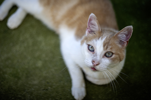 Adopter le chat Rox