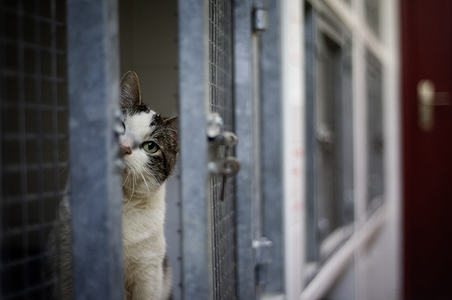 Adopter le chat Slimane et Loane