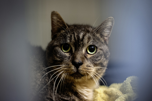 Adopter le chat Slimane et Loane