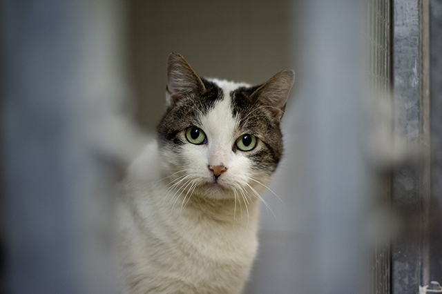 Adopter le chat Slimane et Loane